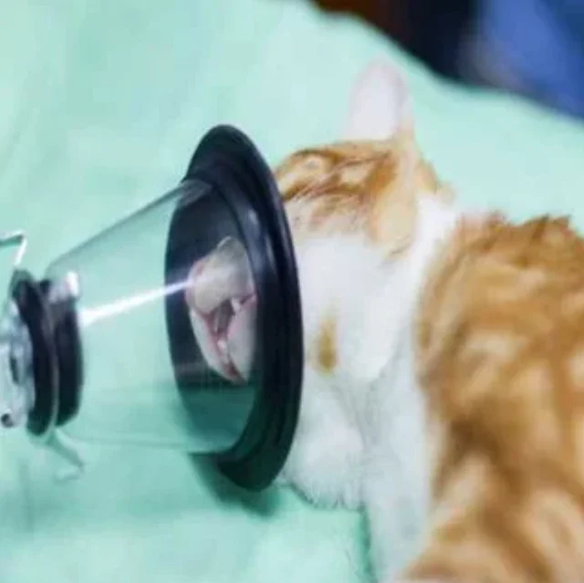 Animal Pets Breathing Anesthesia Mask Set Disposable PVC Veterinary ...