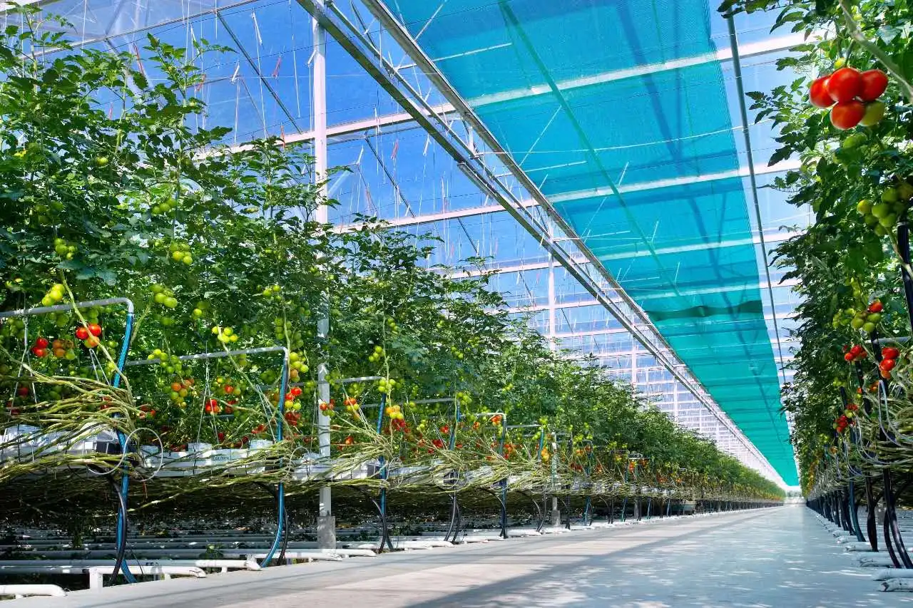 Holland Large Span Venlo Type Glass Agriculture Greenhouse With ...