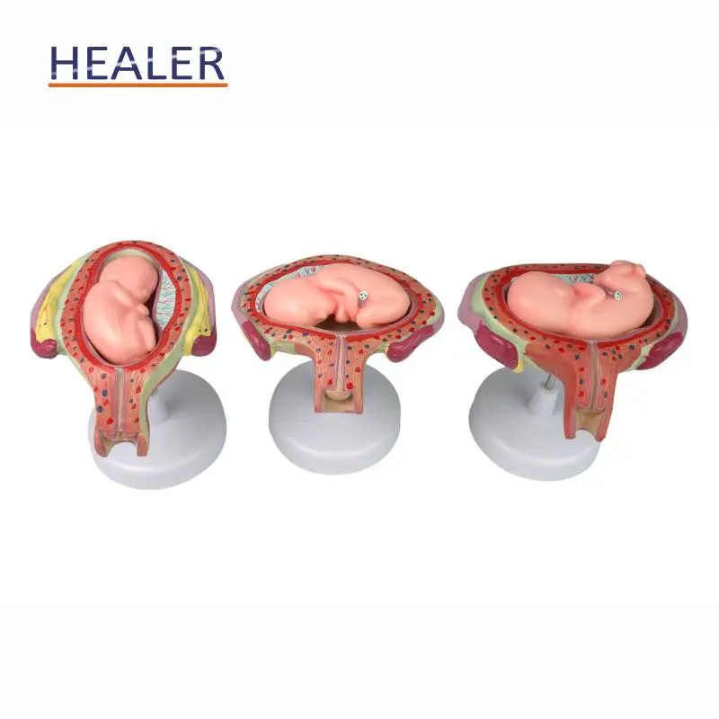 Female Anatomical Gestational Embryo Development Process Model And ...