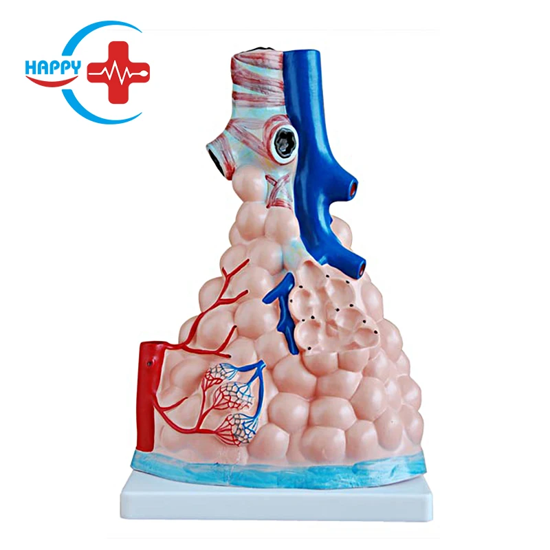 Hc-s261 Medical Science Lobuli Pulmonum Alveolus Pulmonis Enlarge ...