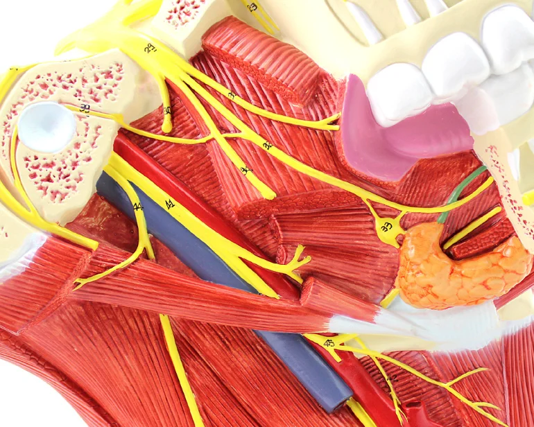 Cranial Nerve Distribution in YULIN Anatomy Torso Model