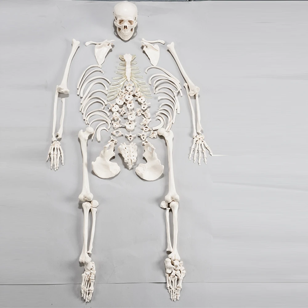 Scattered Bones With Skull Human Whole Body Disarticulated Skeleton ...