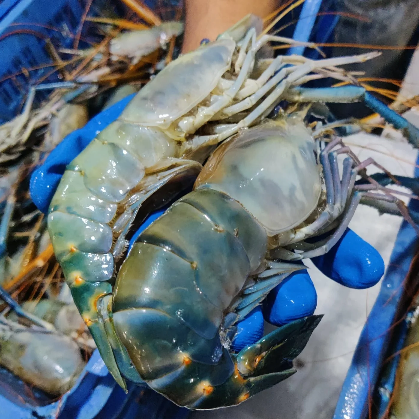 High Quality Black Tiger Shrimp Headless Shell On Bulk Packaging With ...
