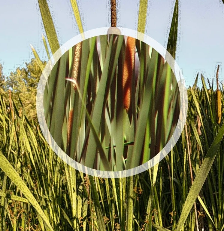 Natural Cattail Straw Round Woven Placemat, Eco-Friendly, ODM