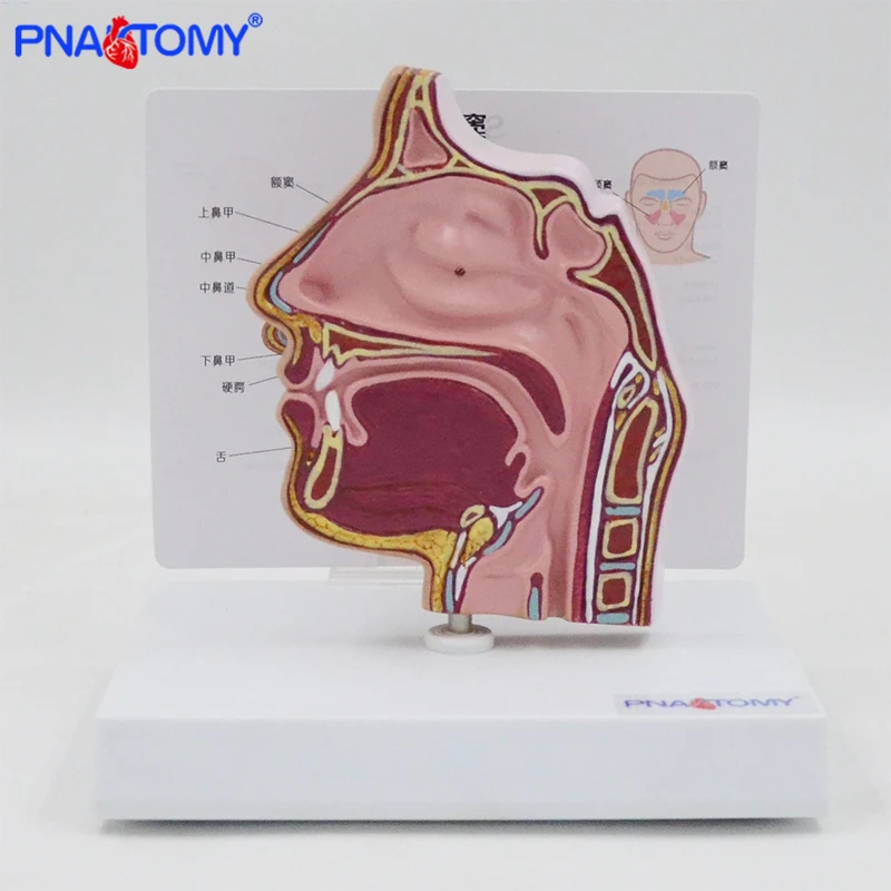 Nasal Model Sinus Turbinate Oral, Nasal and Throat Anatomical Teaching ...