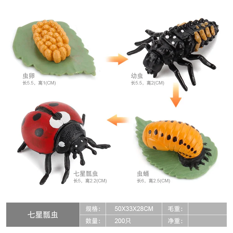 Simulation Insect Educational Teaching Tools Amphibious Animals Life ...