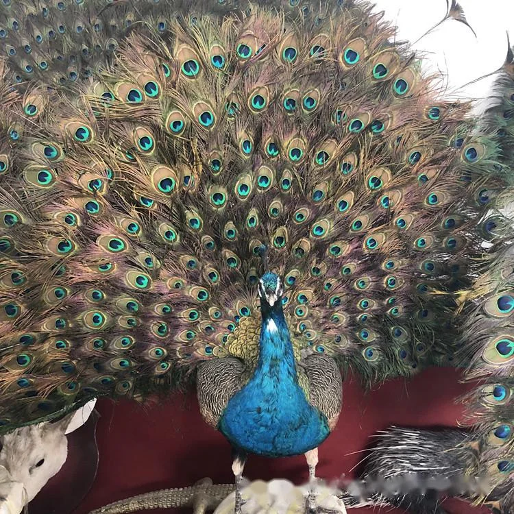 Peacock Props - Elegant Wedding and Christmas Decorations