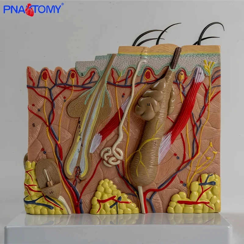 Three-dimensional Human Skin Anatomical Model Teaching Tool for Medical ...