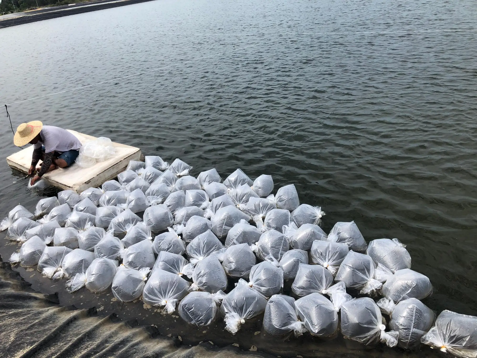 20*45*16China Produnt Aquarium Live Shrimp Ornamental fish Packaging ...