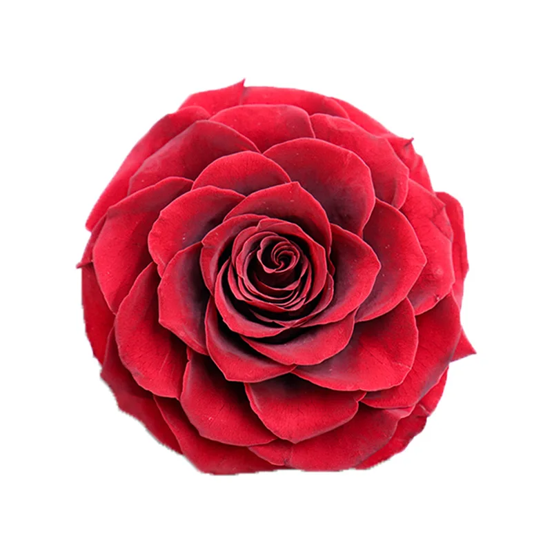 Long Stem Preserved Single Roses Real Life Long Lasting Garden Rose ...