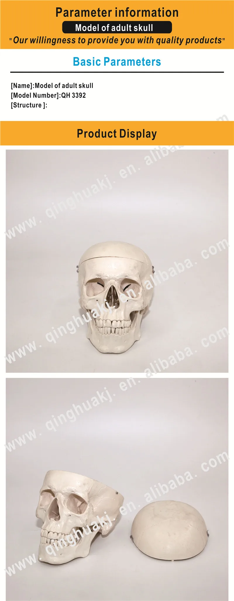 QINGHUA Medical Anatomical Life Size Plastic Human Skull Model