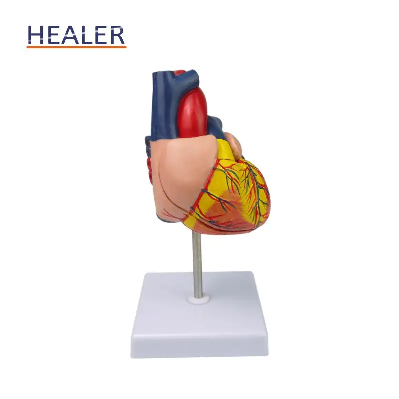 Detachable Anatomical Human Heart Model Plastic Medical Science Product ...