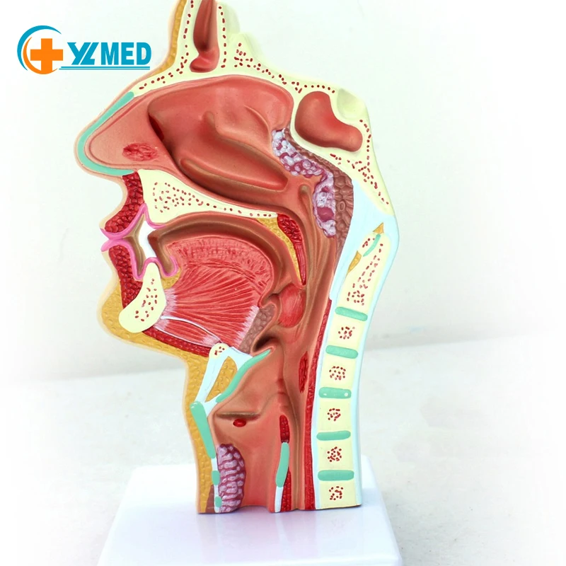 Anatomy Model Of Human Nasal Cavity Otolaryngology Medical Science
