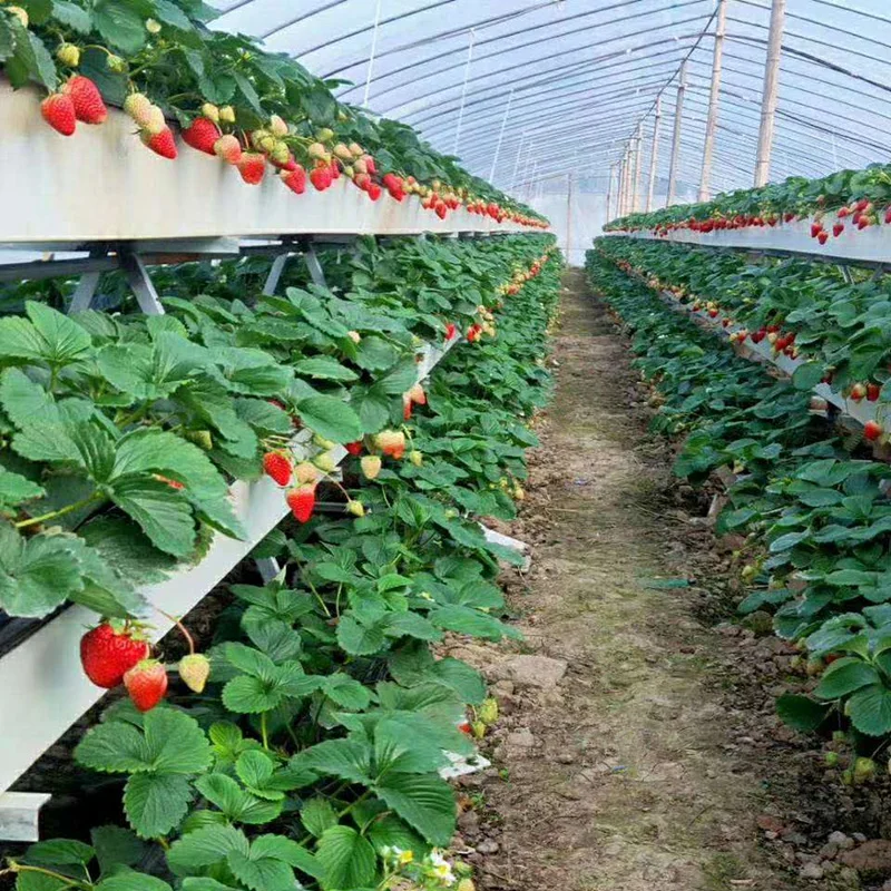 Strawberry Greenhouse Pvc Gutter Soilless Culture Greenhouse Vertical ...