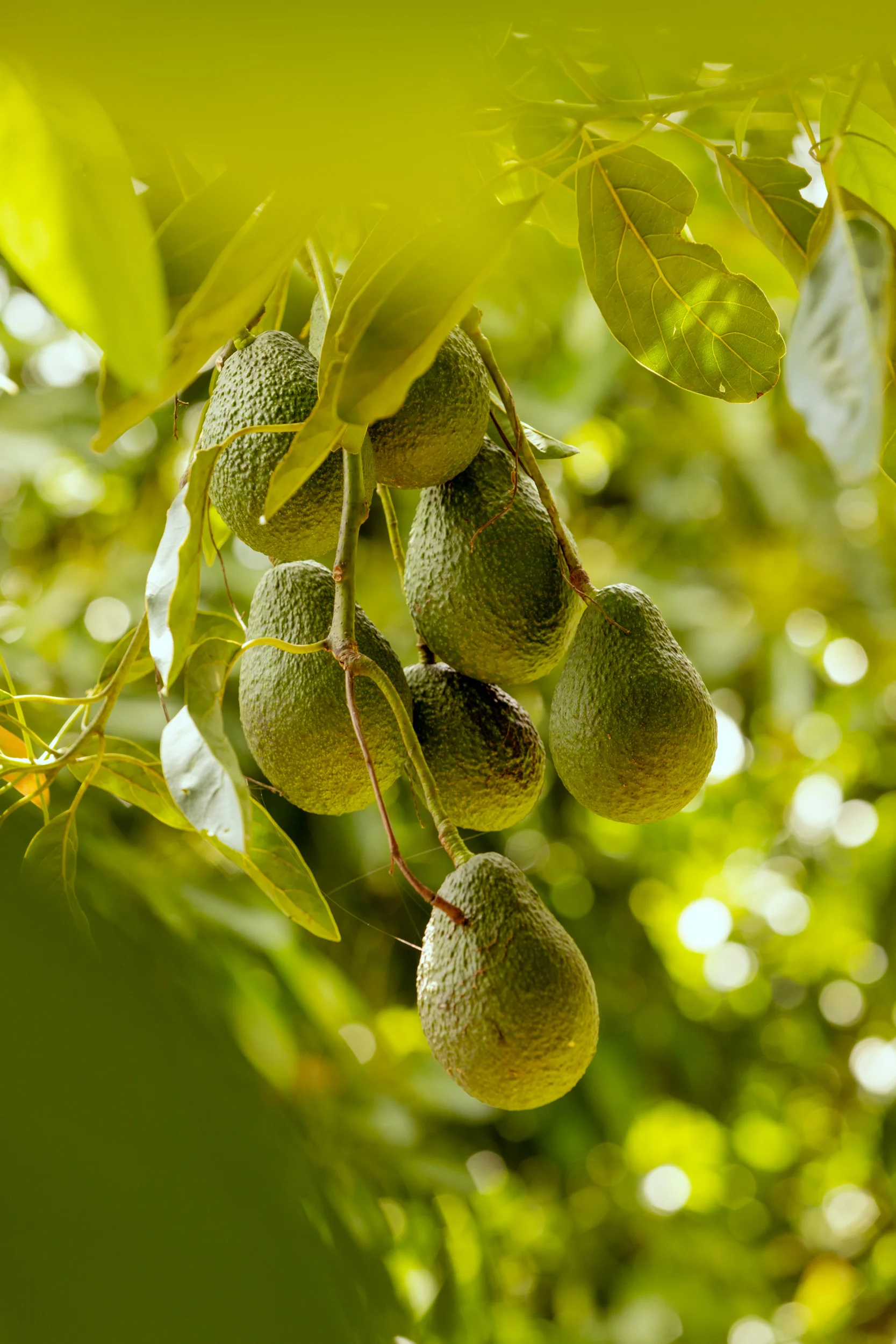 Australian Green Gems Premium Avocado Delights Creamy Fresh And ...