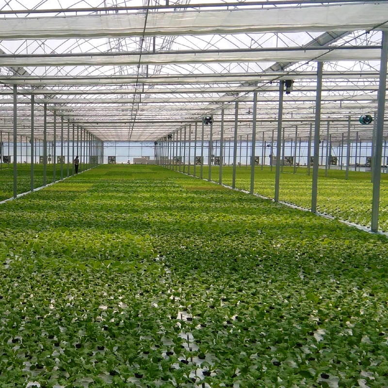DFT Hydroponics Growing System - Efficient Leaf Veggie Production