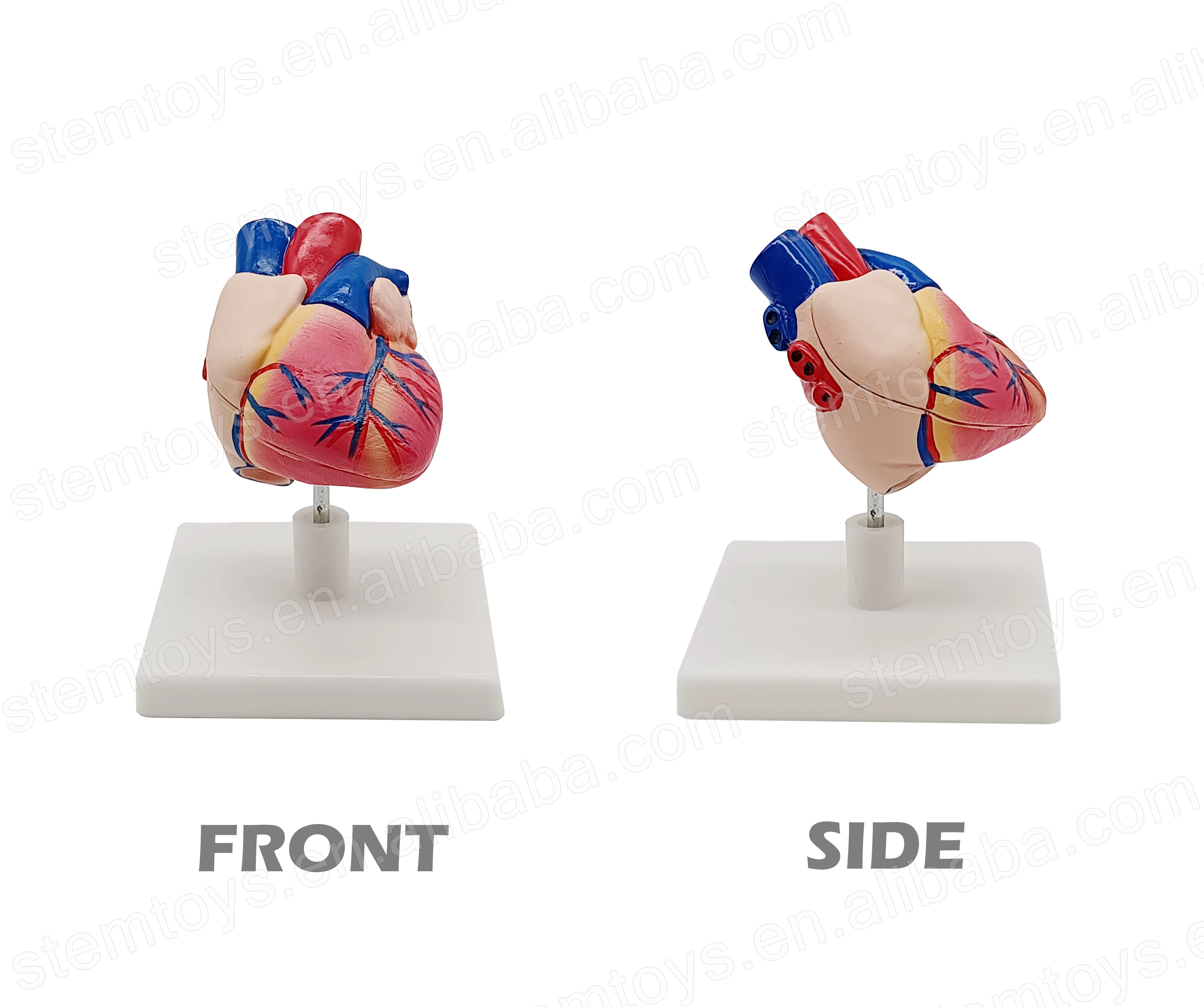 Life Size Dismountable Human Heart Model for STEM Education Kids ...