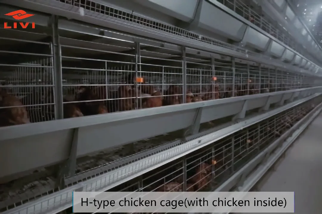 Automatic Pullet Baby Chicken Battery Brooder Cage For Day Old Layer ...