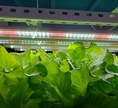 Vegetables Grow Tube Light Custom Spectrum Led Grow Light Indoor Plant ...