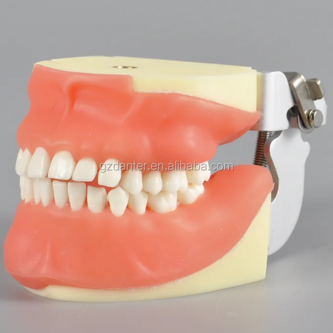 Suturing Dental Training Typodont Model for Oral Surgery