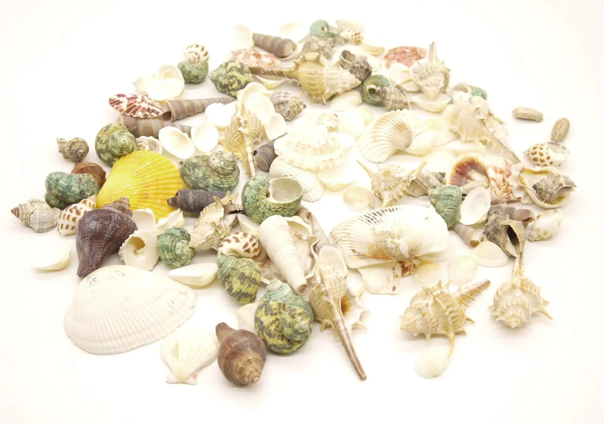 100pcs Sea Shells 15 Kinds Mixed Ocean Beach Seashells-natural Colorful ...