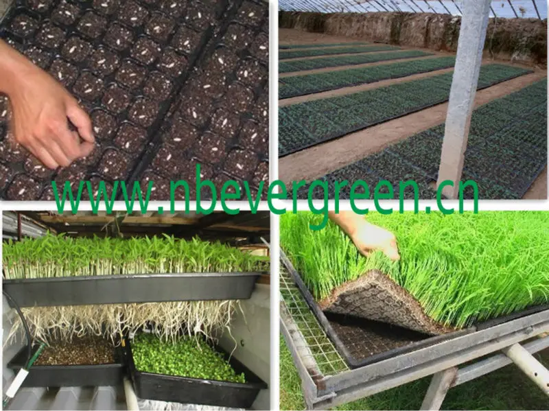 434 Cells PVC Rice Seed Tray - Ideal for Nursery Trays & Lids