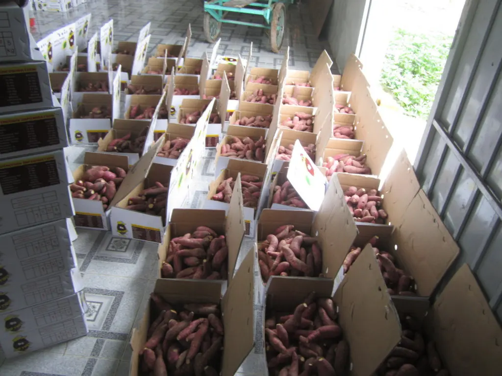 Fresh Sweet Potatoes with High Quality from Vietnamese Supplier