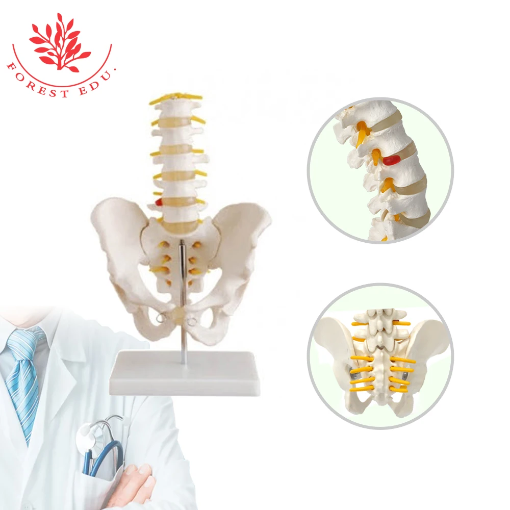 Anatomical Male Pelvis Model - Life Size & Educational