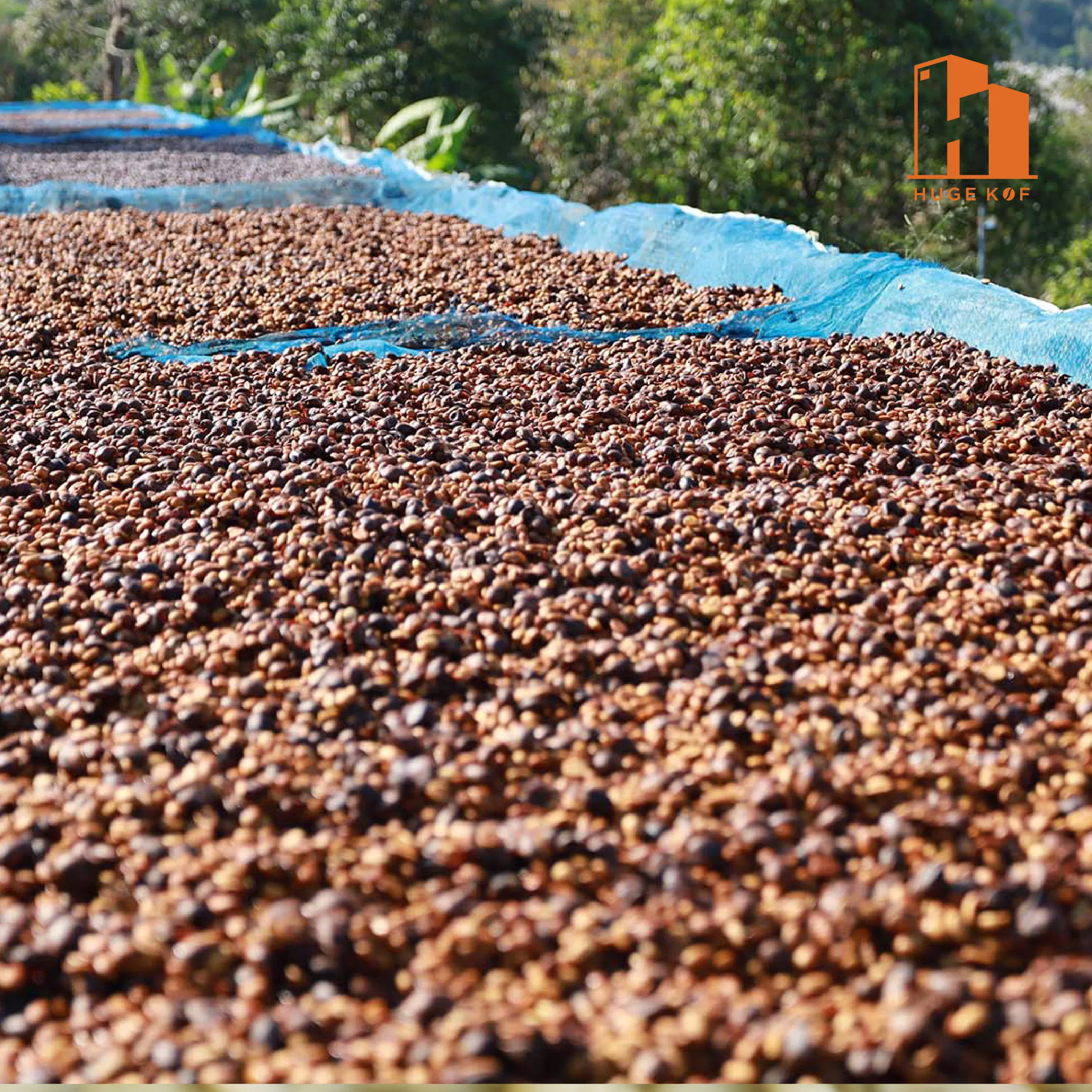Commercial Green Coffee Beans FAQ Unroasted Robusta for Blending ...