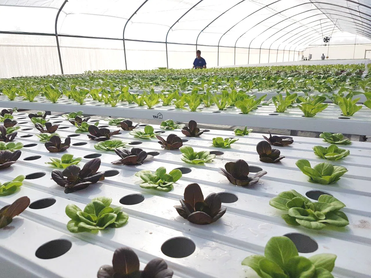 Hidroponía Canal Vertical Cultivo Hidropónico Nft Sistema De Tubo De ...