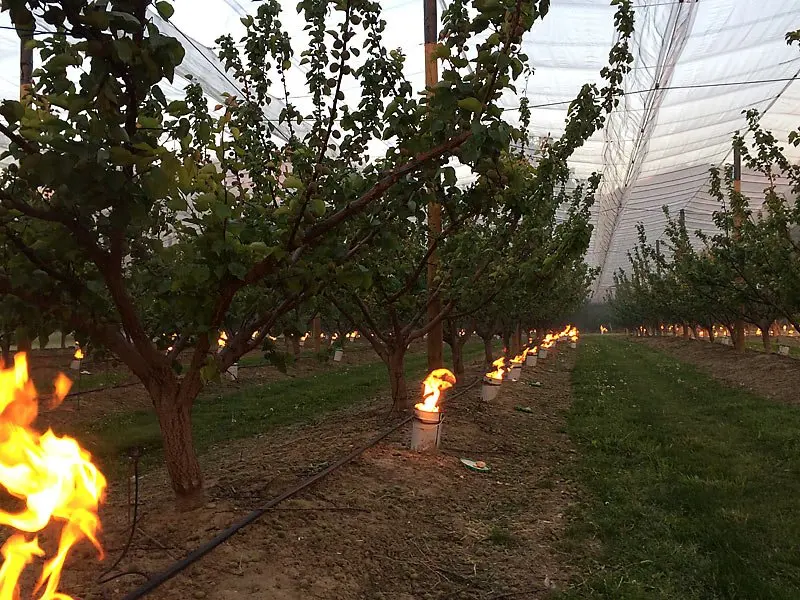 Anti Frost Candle For Agricultural Orchard Vineyard Protect From Anti ...