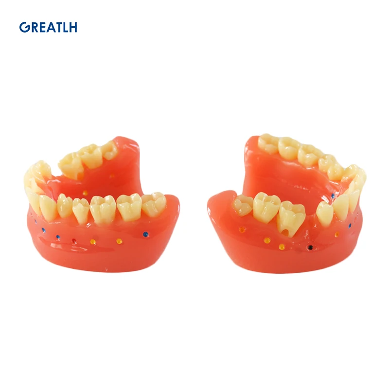 Dental Porcelain Oral Dental Porcelain Typodont Teeth Model Dental ...
