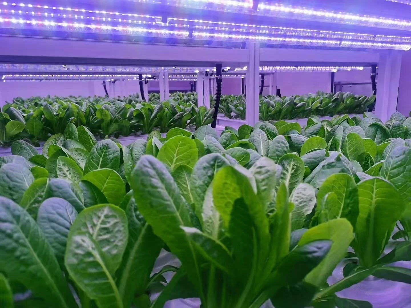 Pro-leaf Vertical Farm Planting Factory - Indoor Growing