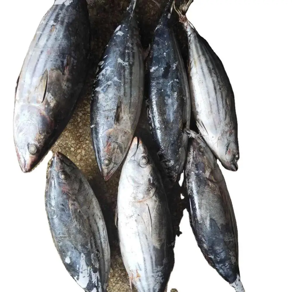 Tuna Fish Seafood Low Fat Nutritious Seafoof Tuna Premium Quality Whole ...