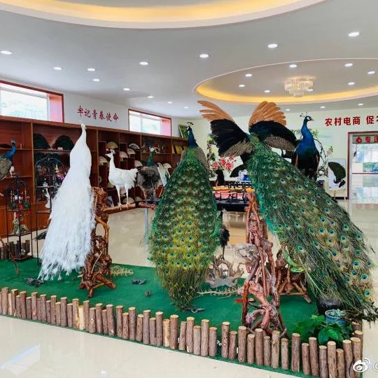 Peacock Props - Elegant Wedding and Christmas Decorations