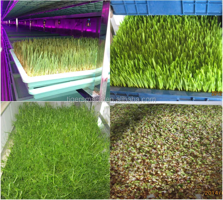 Industrial Cattle Sheep Horse Food Grass Growing And Seeds Germinate ...