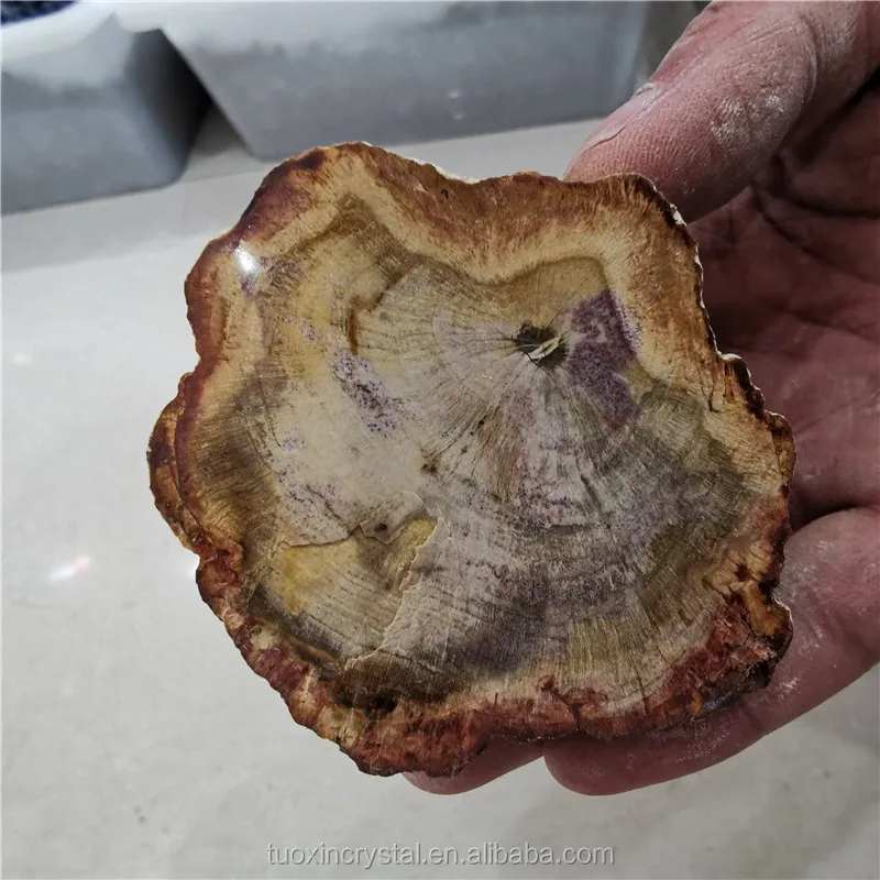 Wholesale Natural Polished Wooden fossil Slab Rough Stone Slice ...