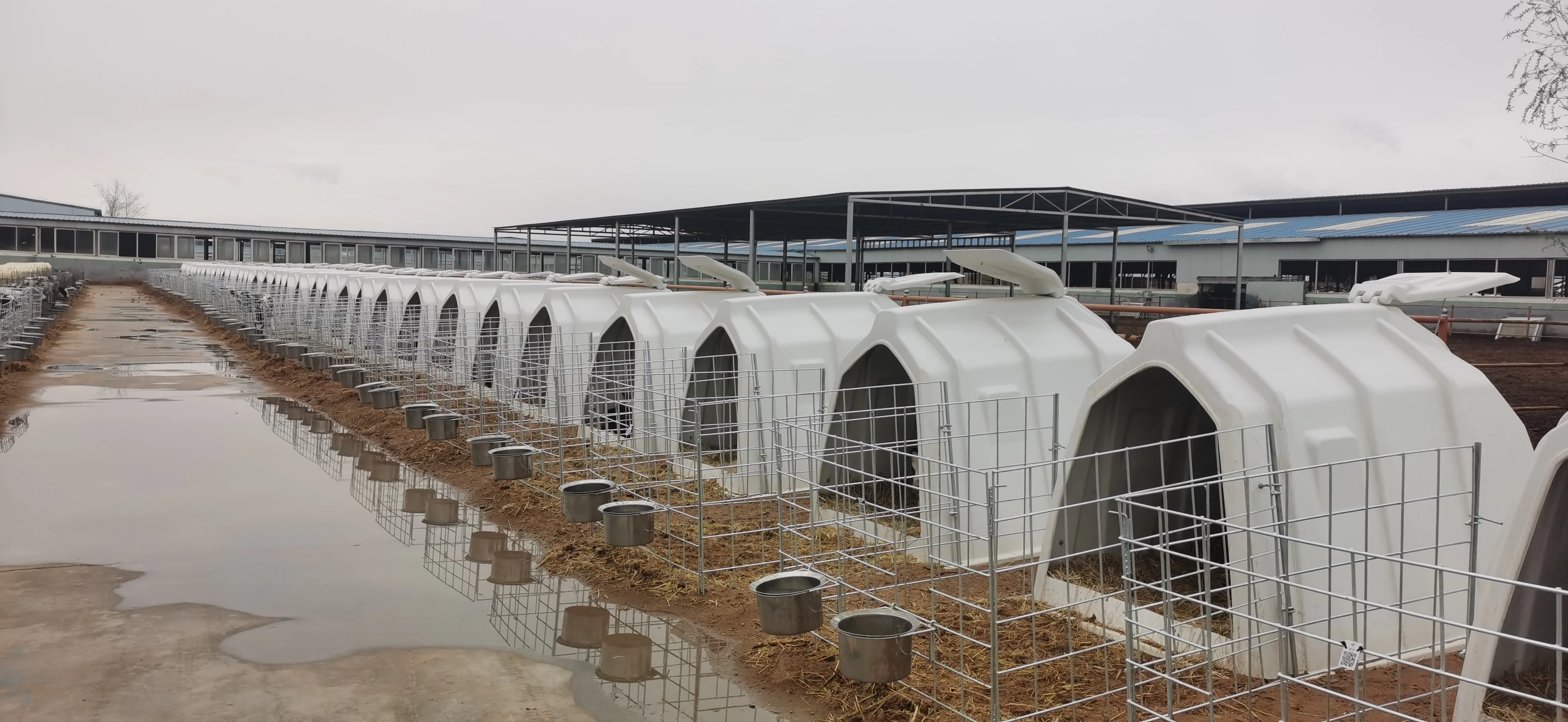 Livestock Cage Calf Hutch House - Buy Cheap Calf Hutch Calf Pen,House ...