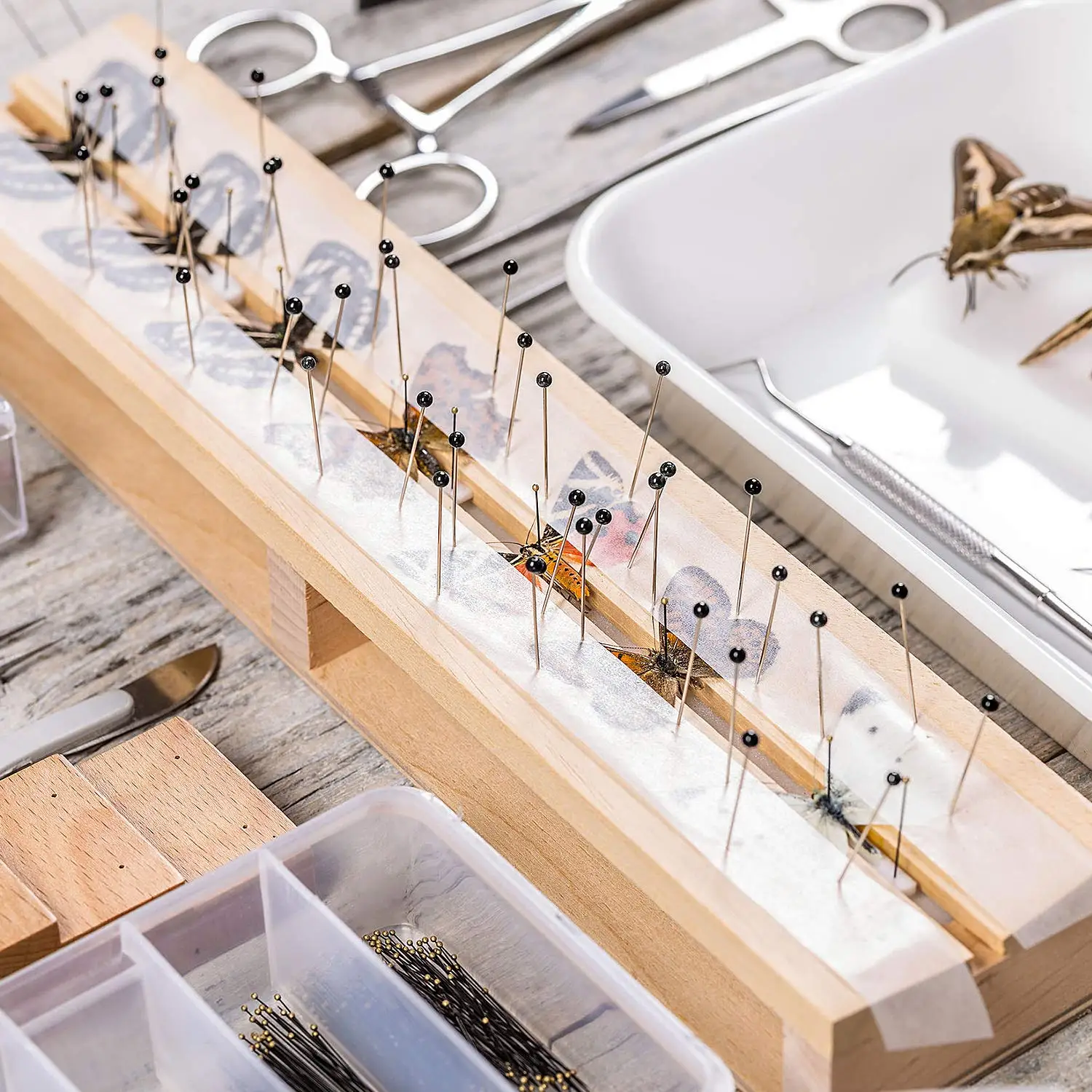 Premium Quality Insect Pins Dissection And Butterfly Collections Needle ...