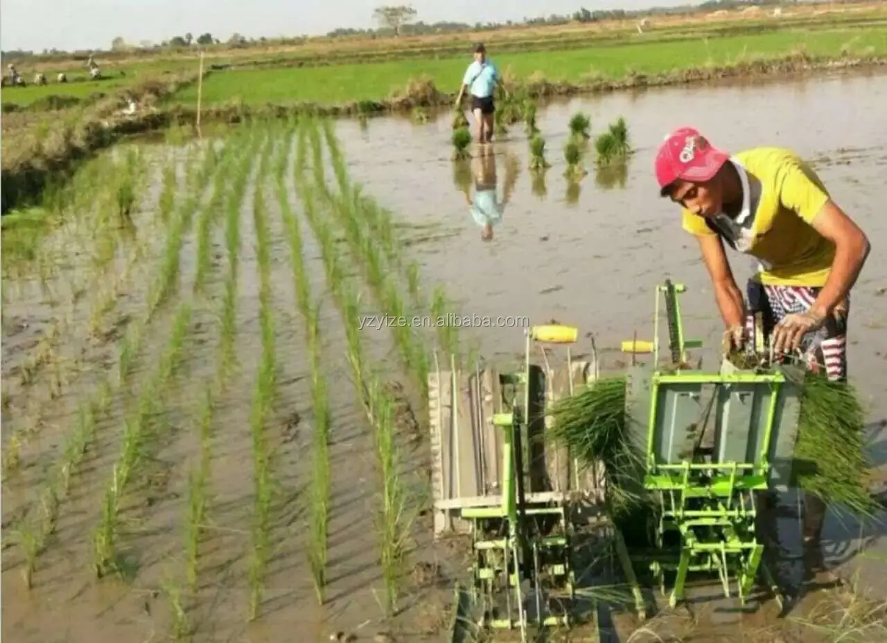 Efficient Rice Transplanting with YIZE Machines in Philippines