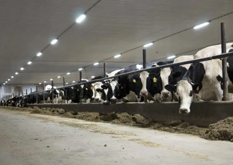 Dali 0-10V Dimmable Dairy Barn LED Lights - Efficient & Reliable
