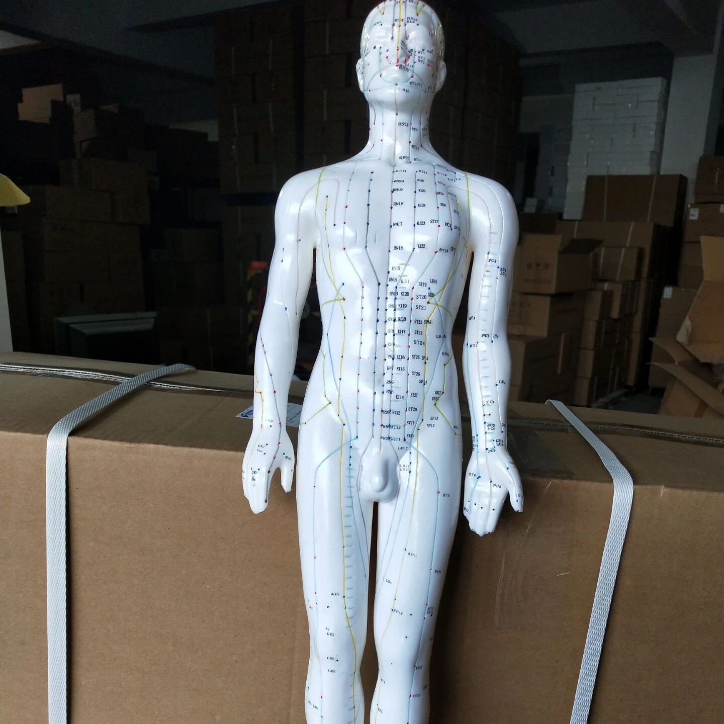 Acupuncture Point Muscle Anatomy - Human Body Model 60CM