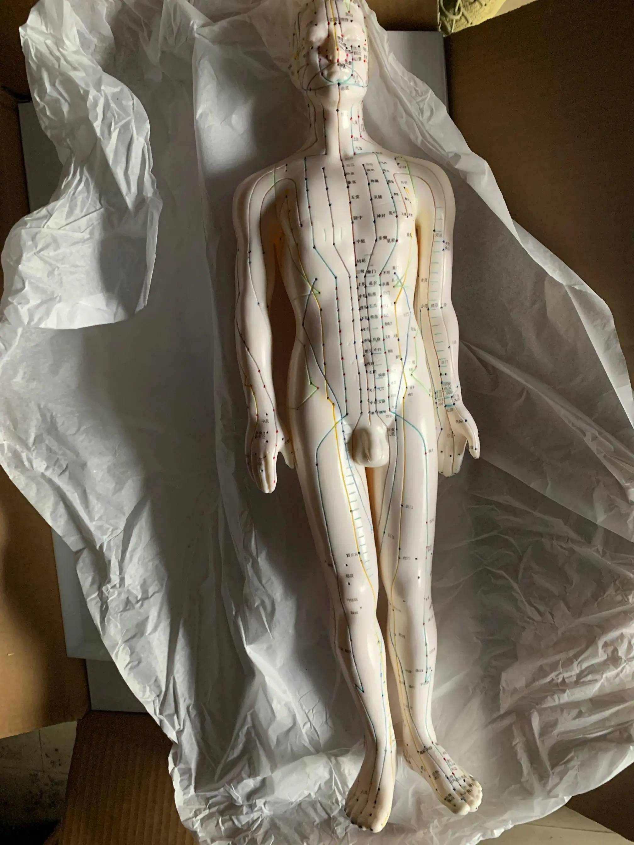 Acupuncture Point Muscle Anatomy Human Body Acupuncture Model 60cm ...