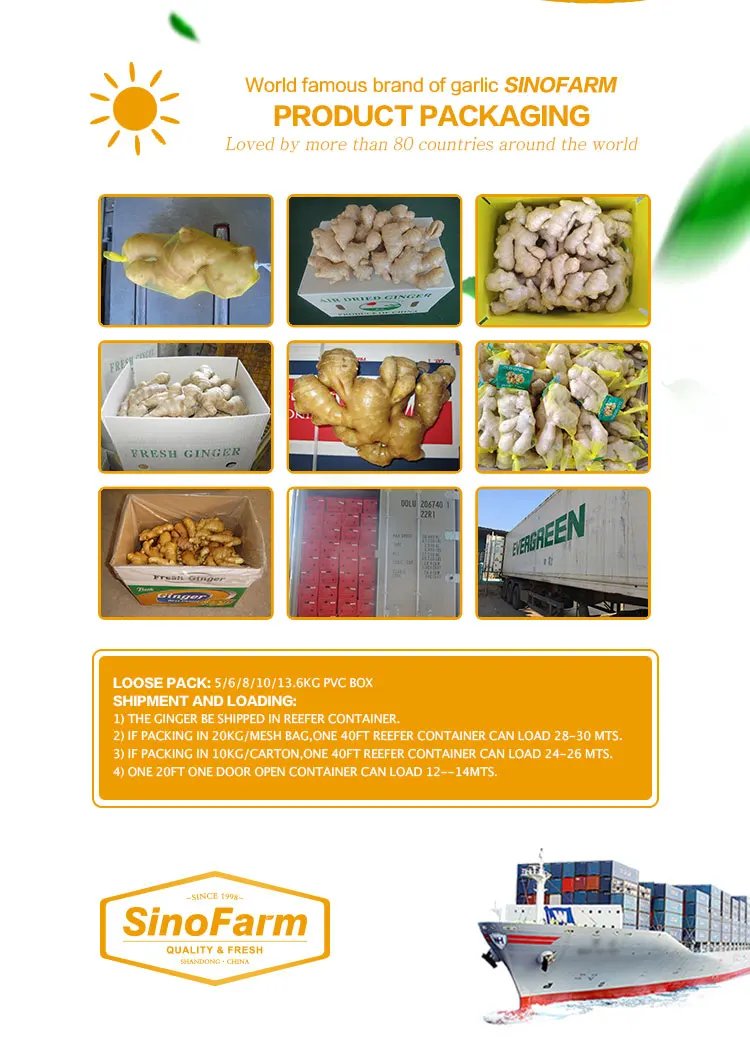 China Fresh King Of Ginger 150g/250g Up 5kg/10kg/30lbs Pvc Box Sinofarm ...