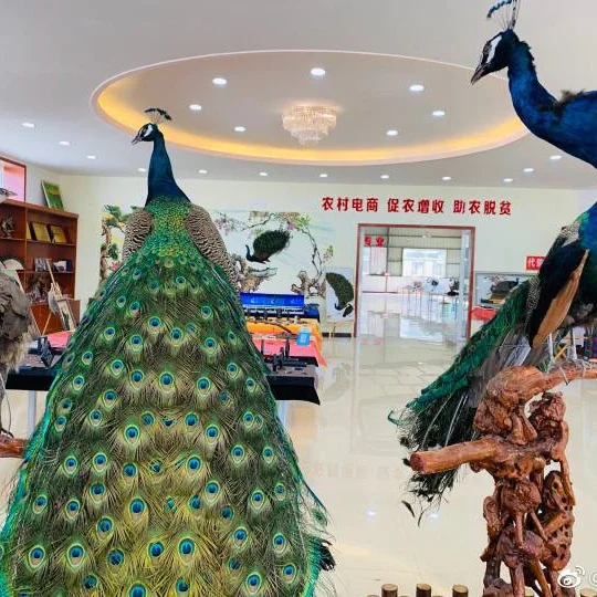 Peacock Props - Elegant Wedding and Christmas Decorations