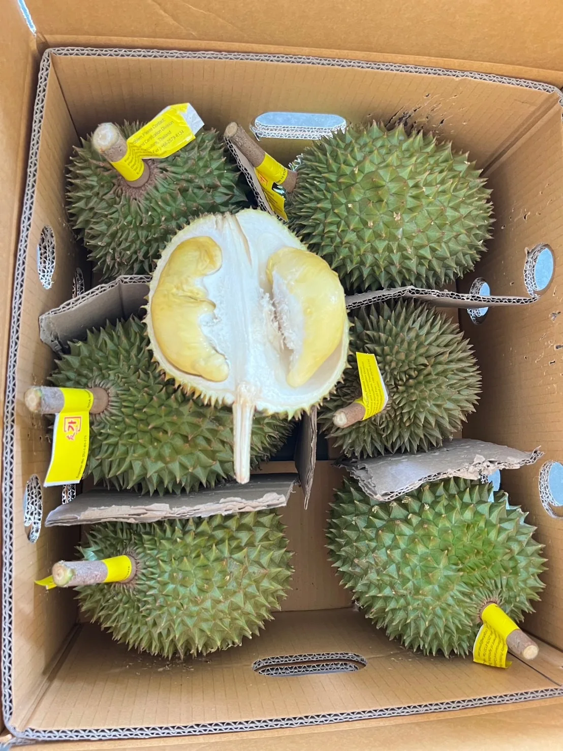 Fresh Fruit Monthong Durian Thai Fruit Thai Durian Monthong Premium ...