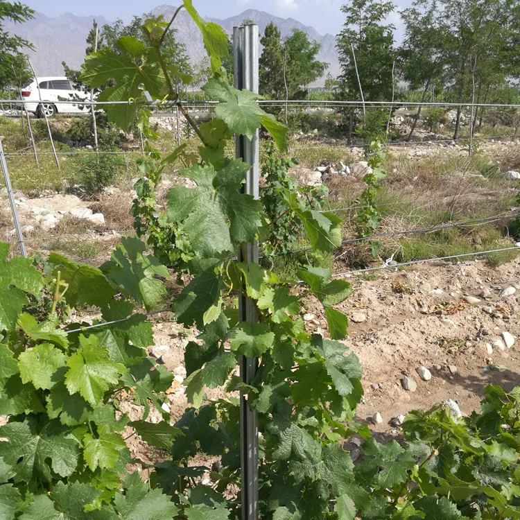 2mm Zinc Coating Orchard Plantations Vine Plants Hot Dipped Galvanized ...