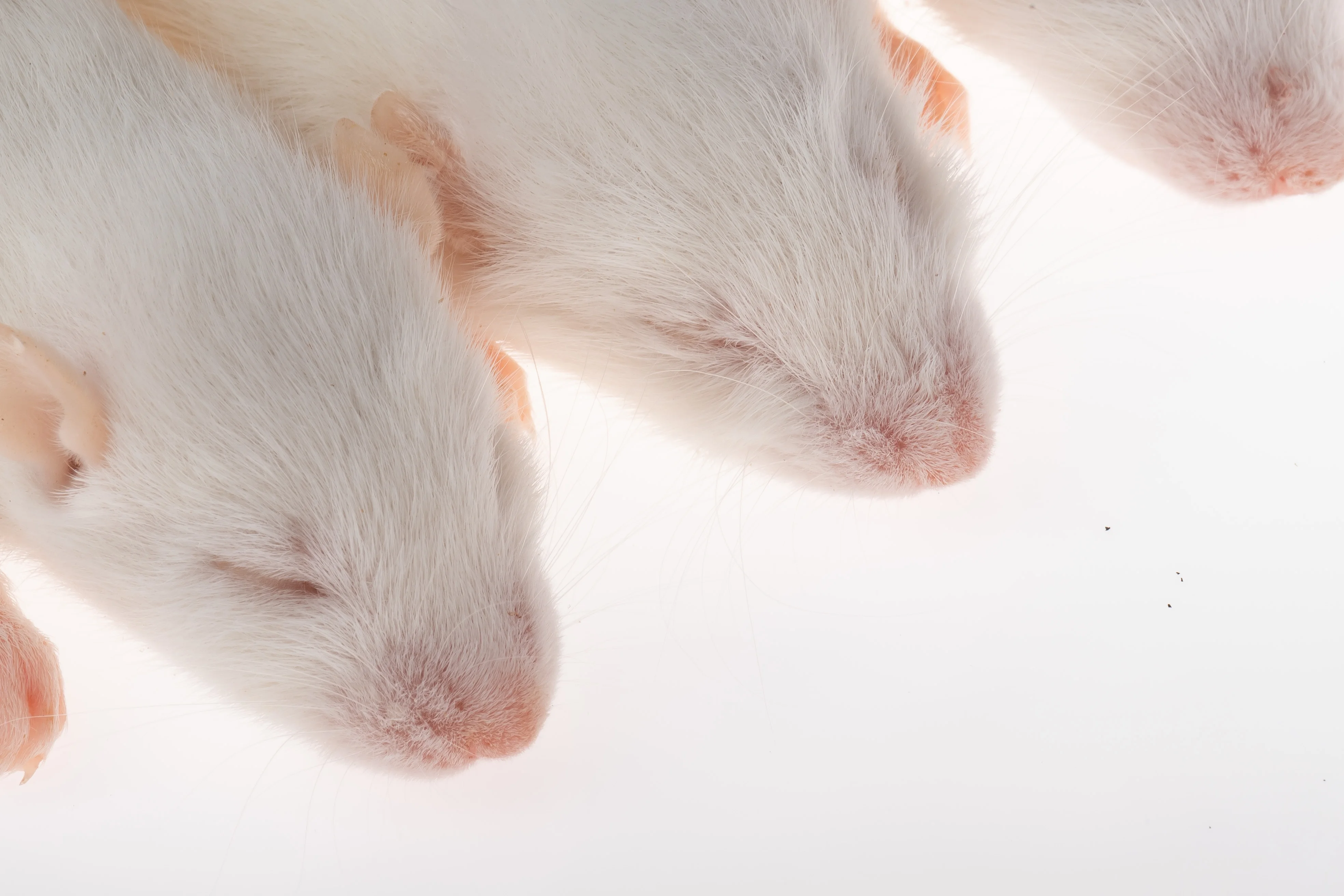 Pinky Mice For Pet Snakes,Lizards,Frogs,Turtles,Crocodiles,Foxes,Hawks ...