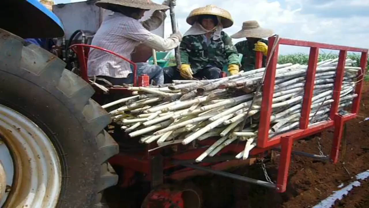 Sugar Cane Transplanter Sugarcane Planter Machine 2 Rows Fully ...