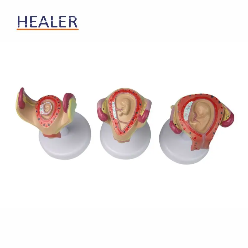 Female Anatomical Gestational Embryo Development Process Model And ...